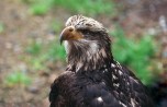 Alaska Raptor Center